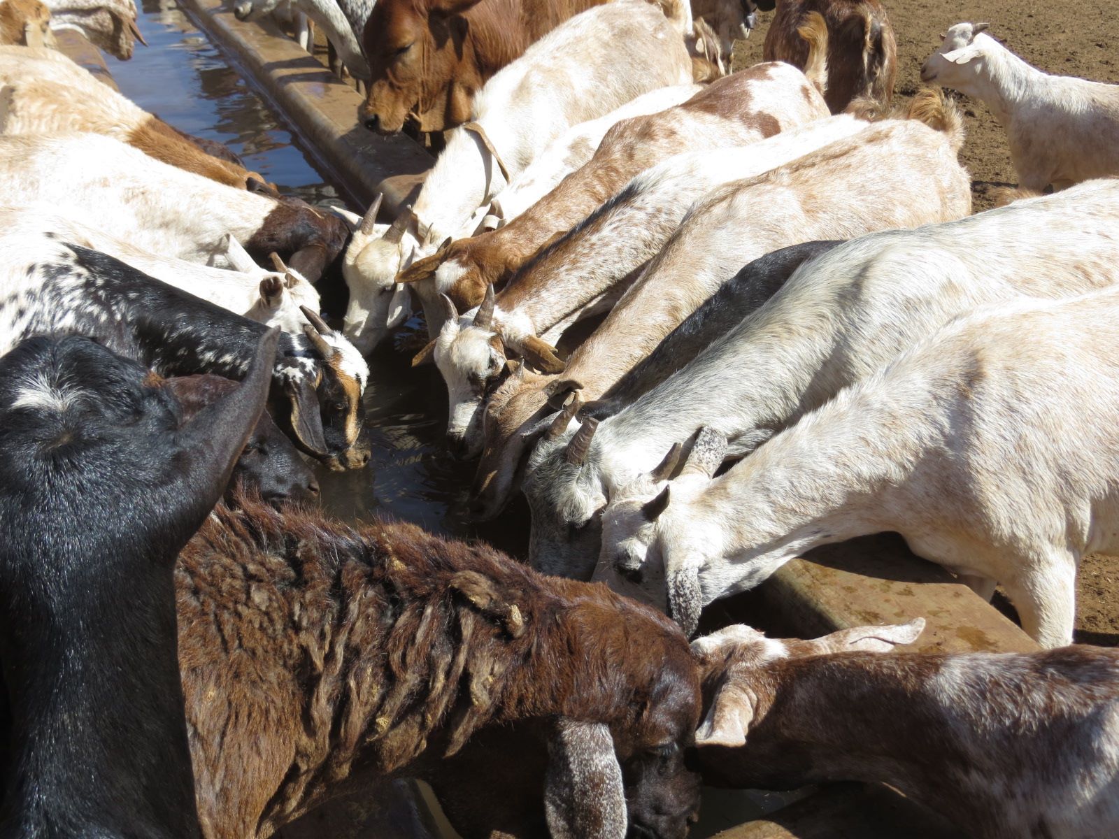 Animals, LAB, and Maasai Traditions